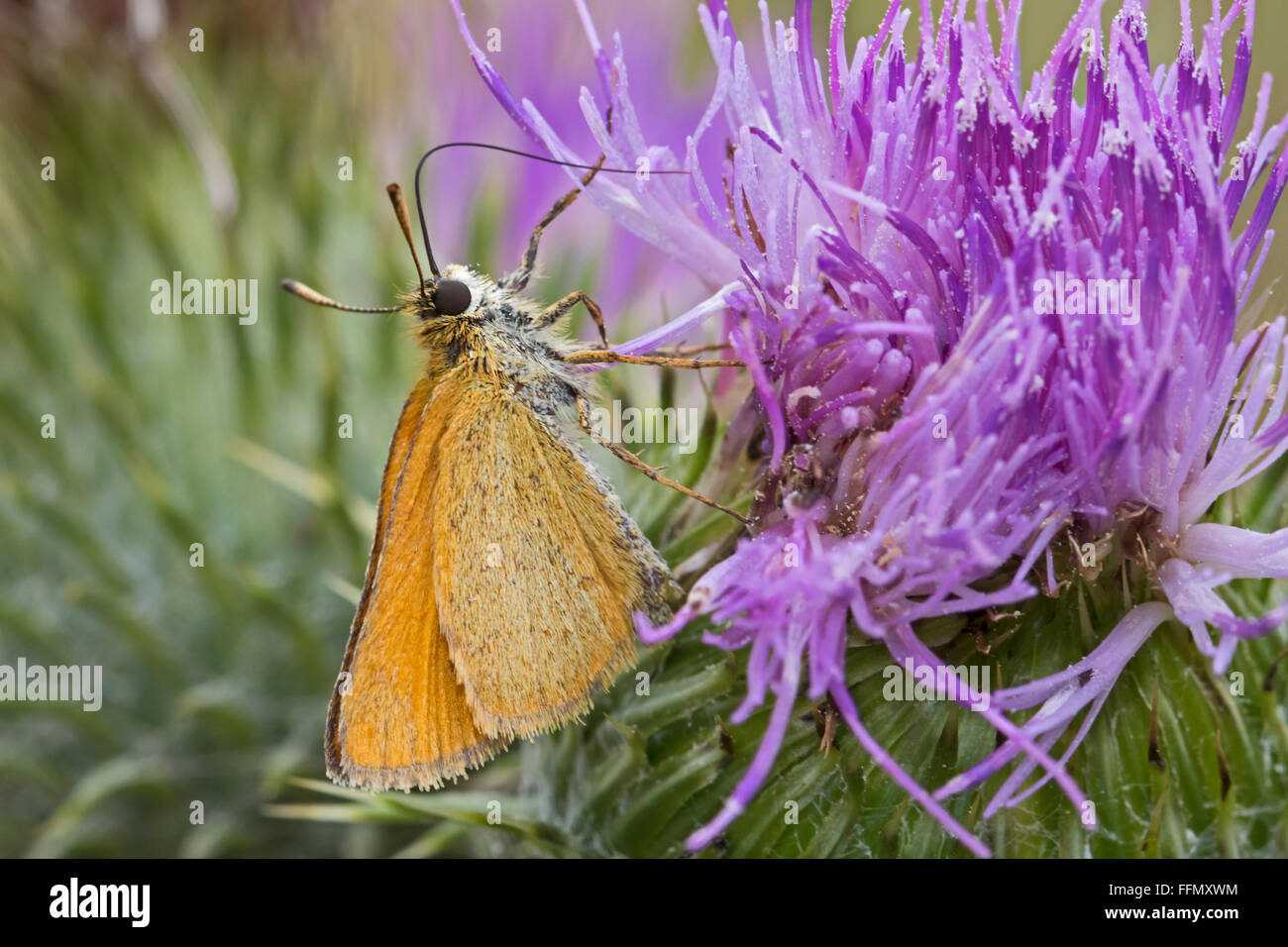 Female Small Skipper feeding on knapweed Stock Photo - Alamy