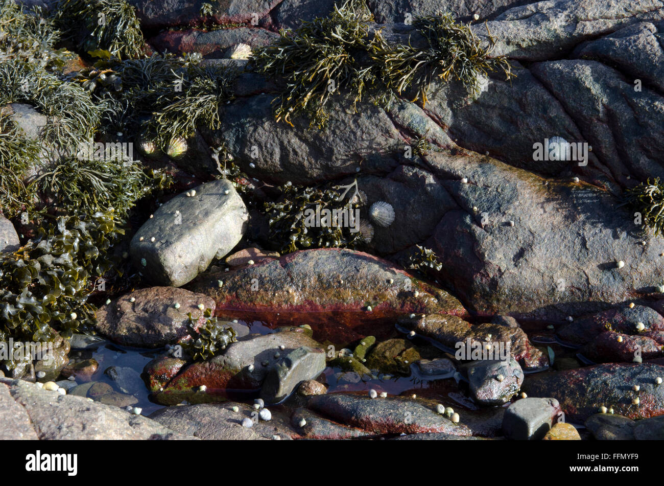 Pool with stones hi-res stock photography and images - Alamy