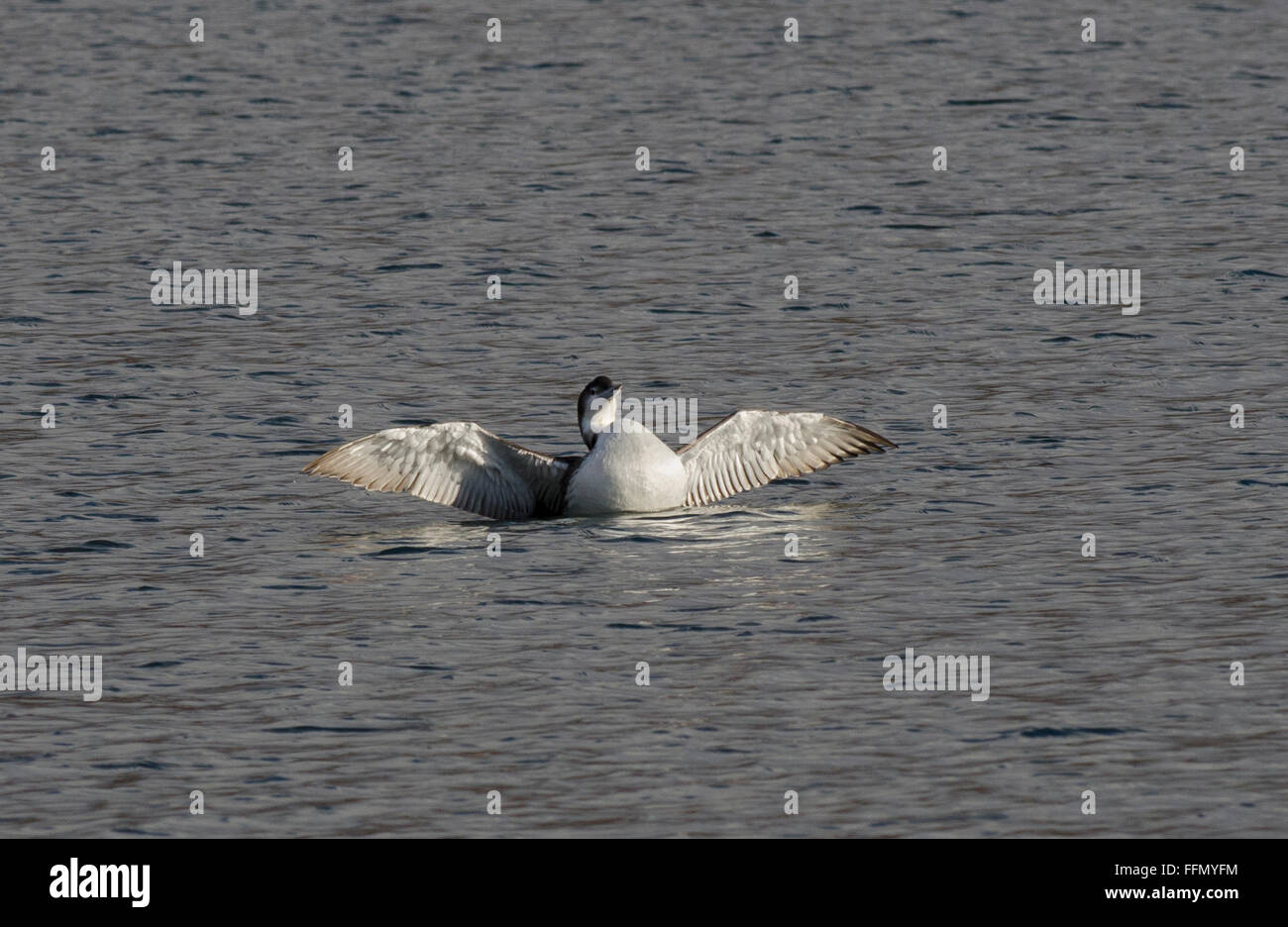 Great northern diver wings hi-res stock photography and images - Alamy