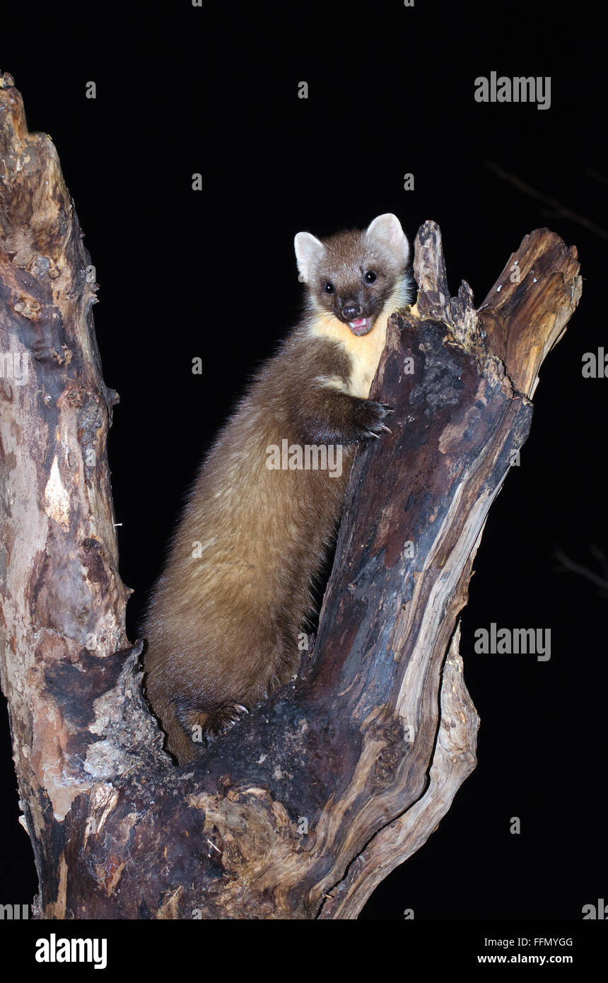 Pine marten scotland eating hi-res stock photography and images - Alamy