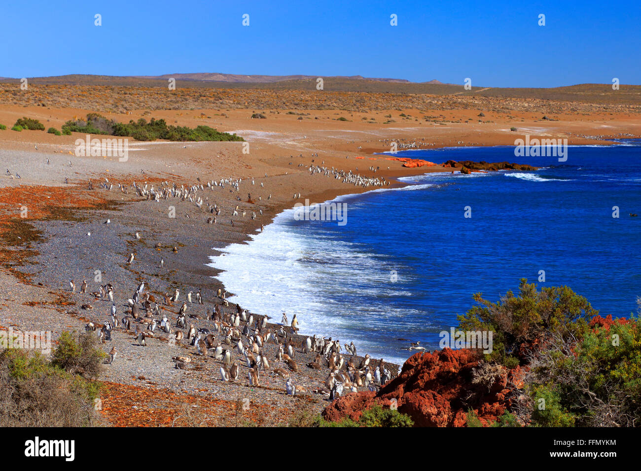 Punta Tombo penguins reservation. Chubut, Argentina Stock Photo - Alamy