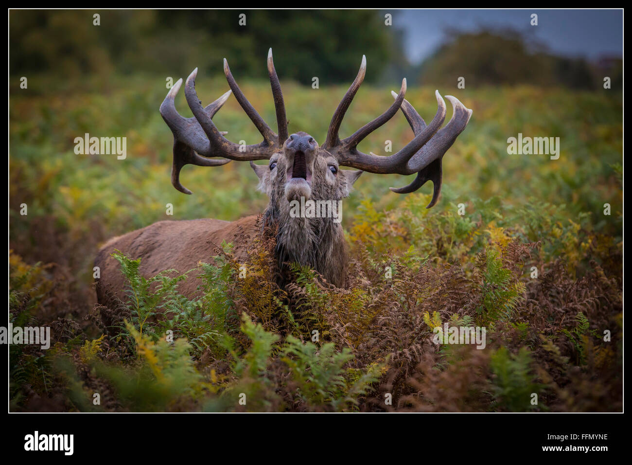 Stag and its harem hi-res stock photography and images - Alamy