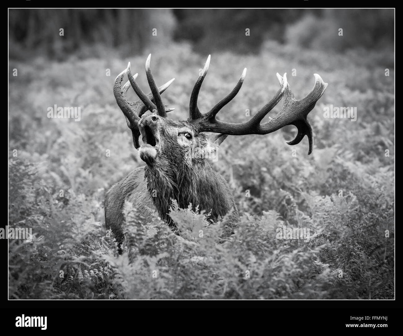 Red Deer stag warning off all challengers Stock Photo - Alamy