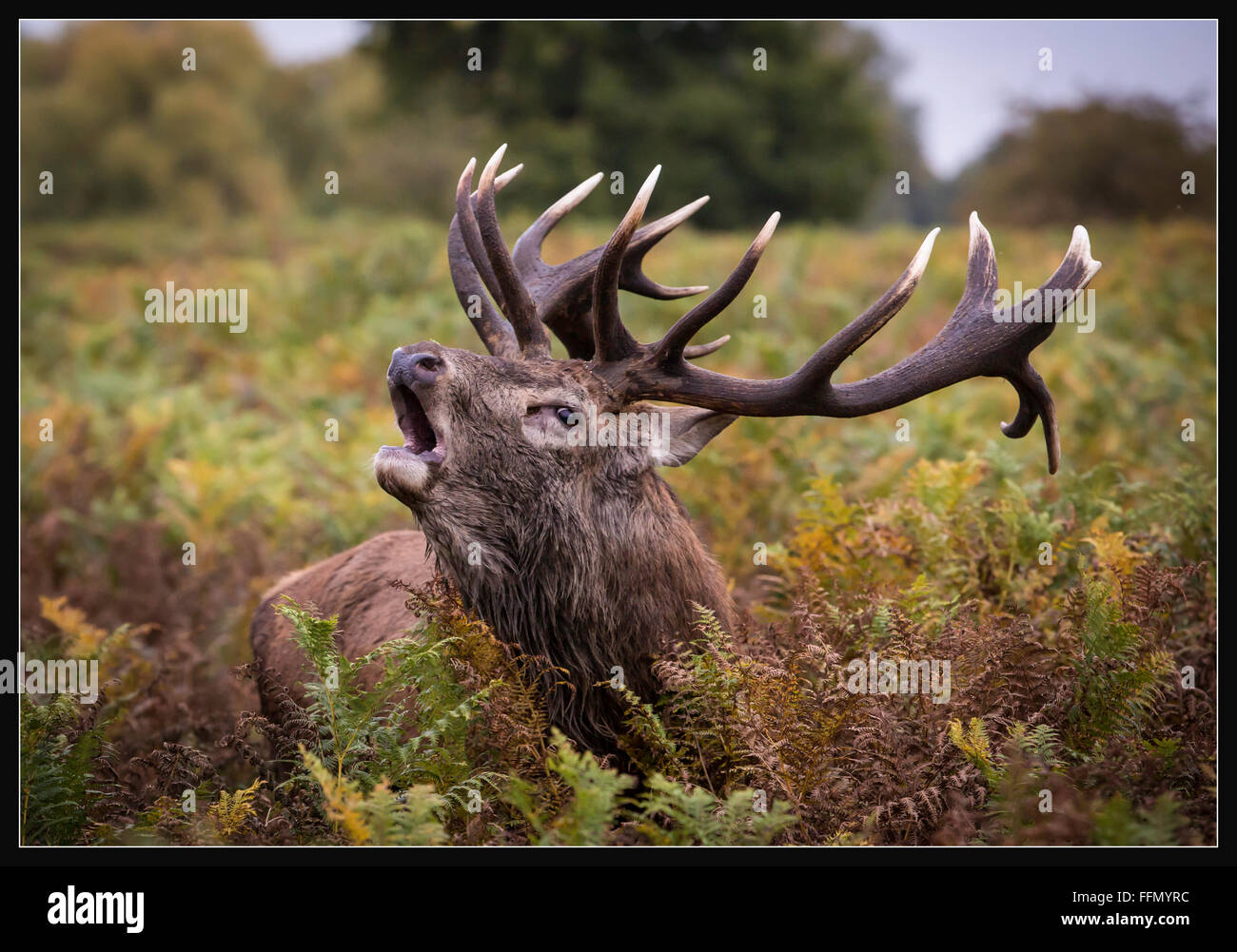 Stag calling hi-res stock photography and images - Alamy