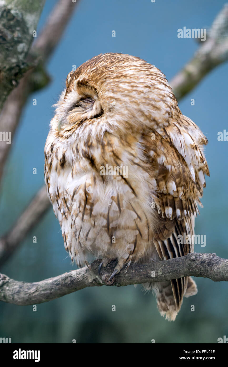 Tawny Owl (Strix aluco Stock Photo - Alamy