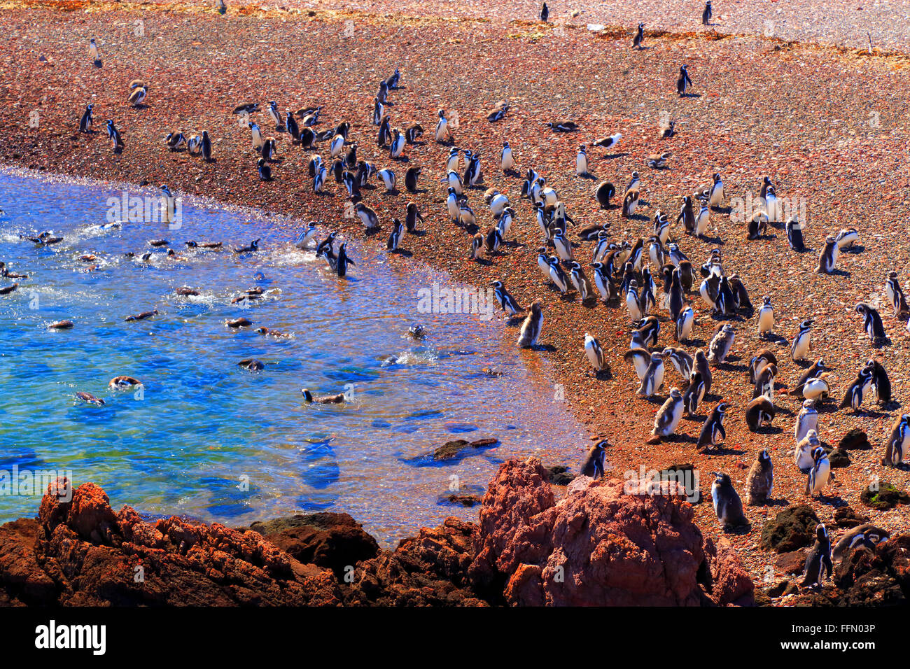 Punta Tombo penguins reservation. Chubut, Argentina Stock Photo - Alamy