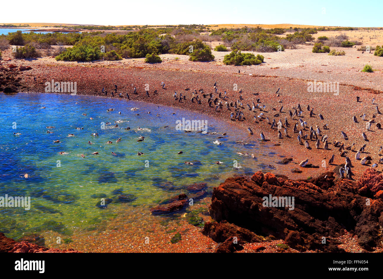 Punta Tombo penguins reservation. Chubut, Argentina Stock Photo - Alamy