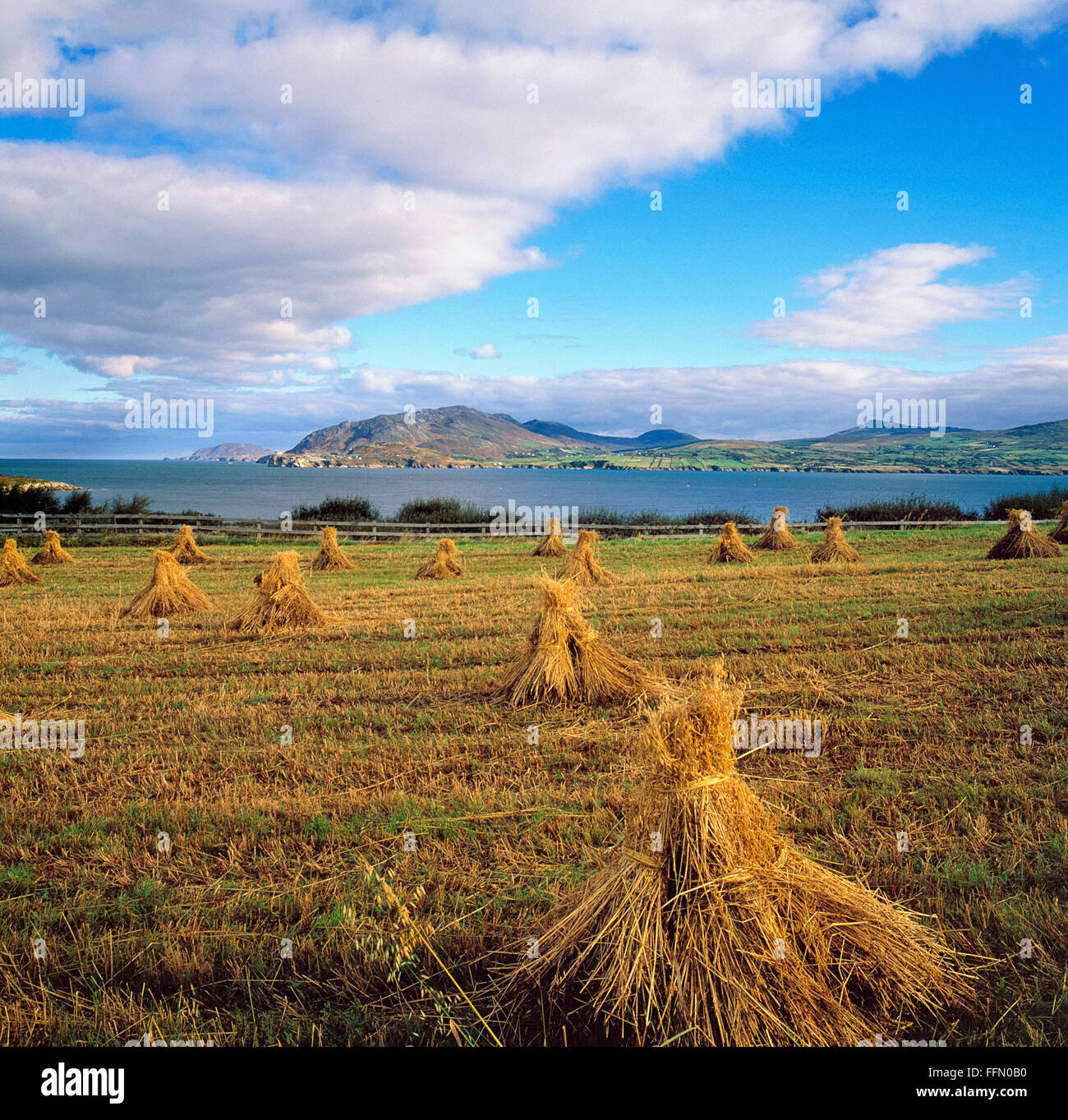 Corn stooks in field fanad Donegal Ireland Stock Photo - Alamy