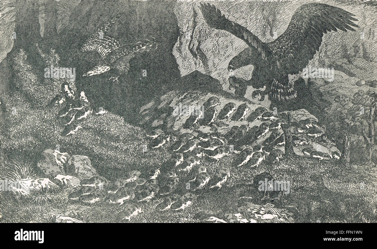 Lemmings being attacked by birds of prey Stock Photo - Alamy