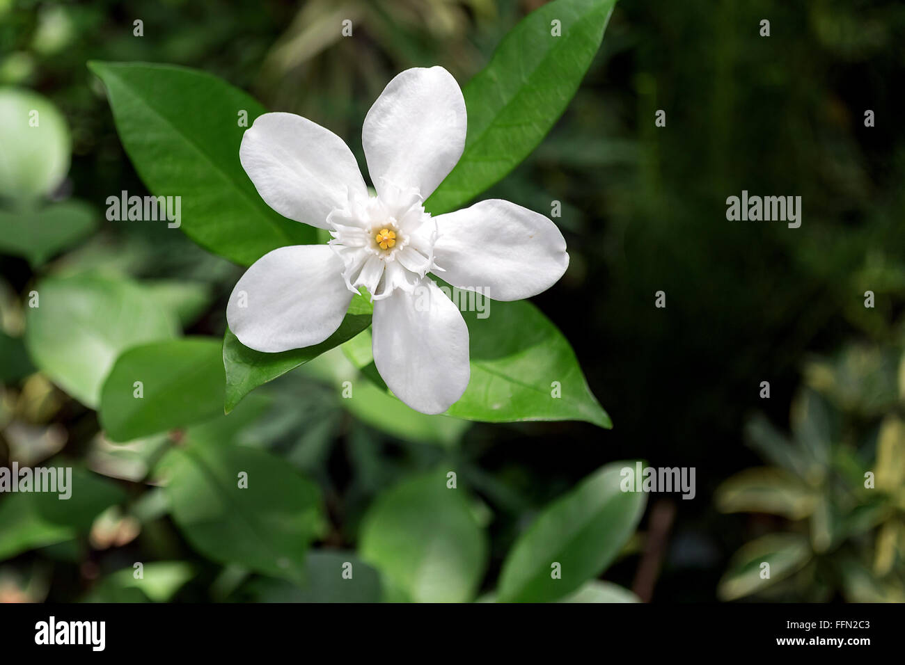 Beautiful stephanotis flower with green leafs in the garden Stock Photo ...