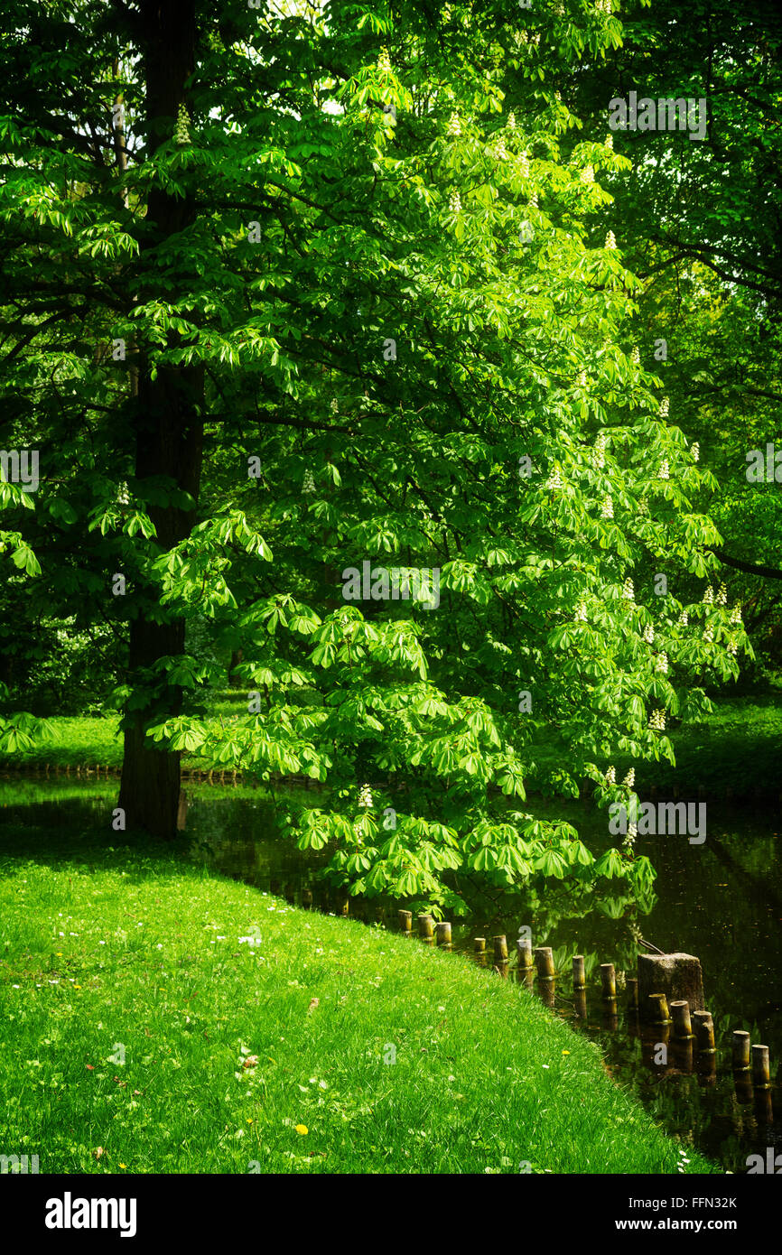 chestnut tree in park Stock Photo - Alamy