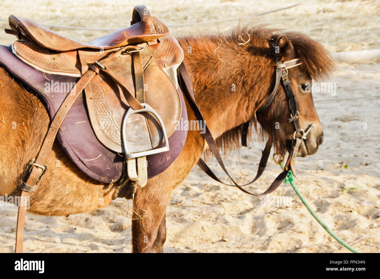 foal horse animal mammal nature Stock Photo - Alamy