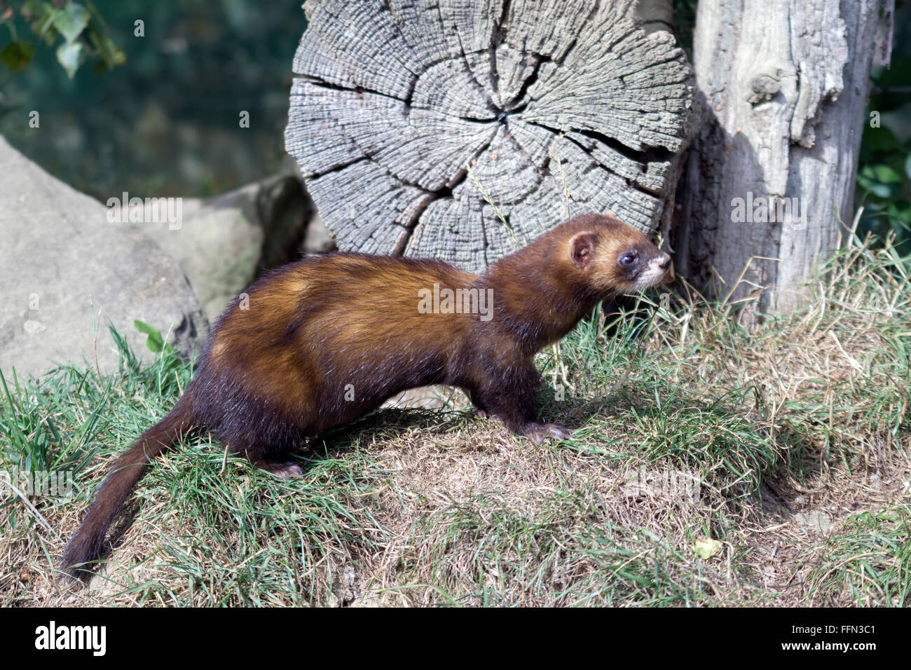 European Polecat (Mustela putorius Stock Photo - Alamy