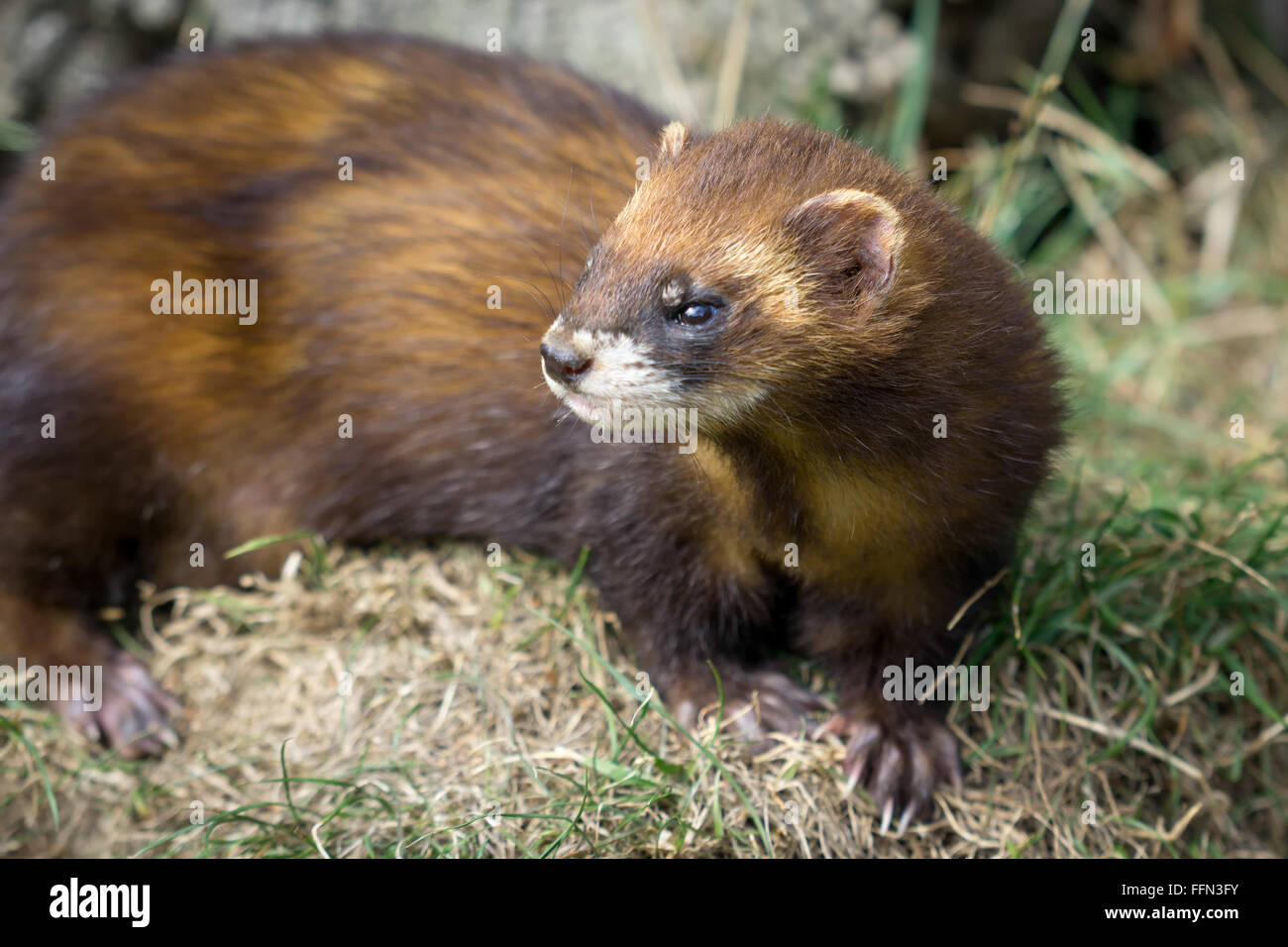 European Polecat (Mustela putorius Stock Photo - Alamy