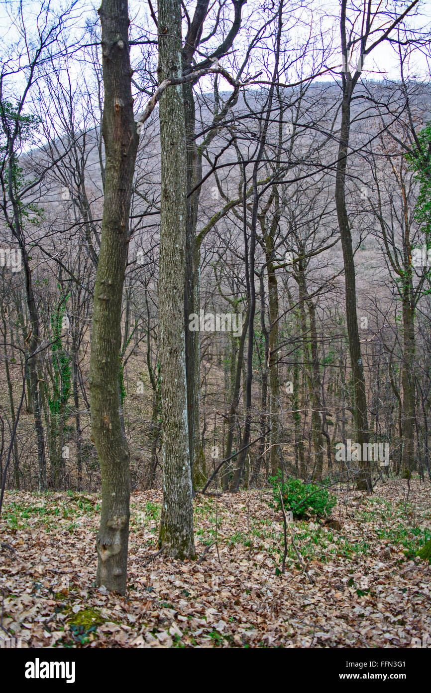 Deciduous forest in winter waiting for spring Stock Photo - Alamy