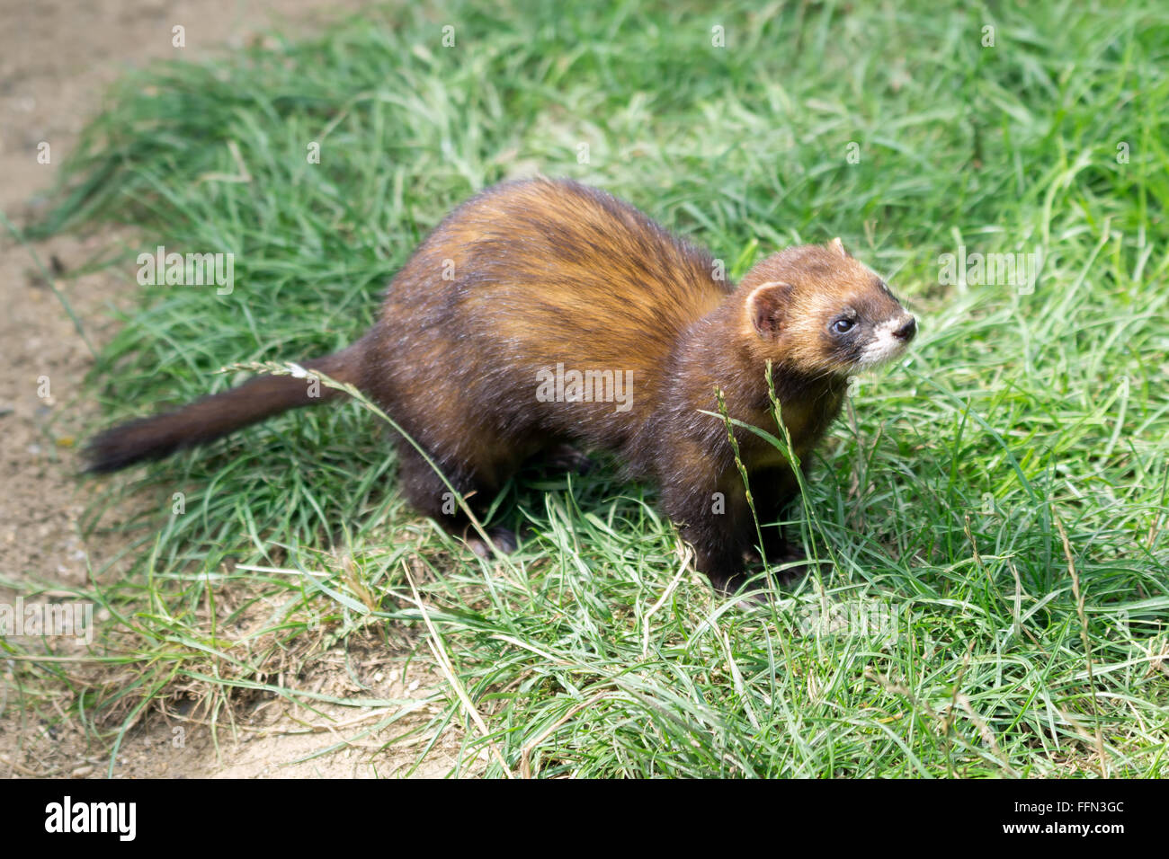 European Polecat (Mustela putorius Stock Photo - Alamy