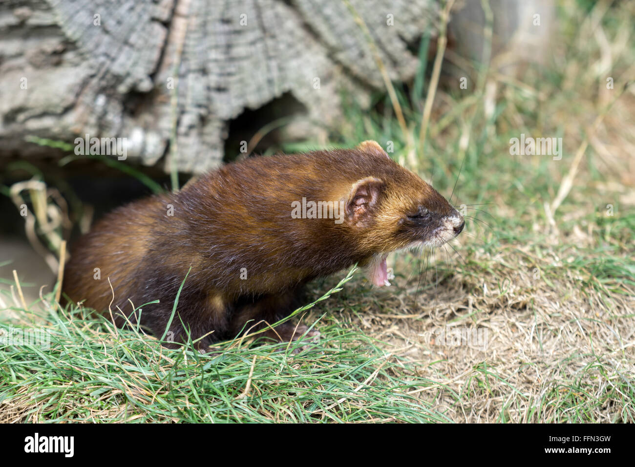 European Polecat (Mustela putorius Stock Photo - Alamy