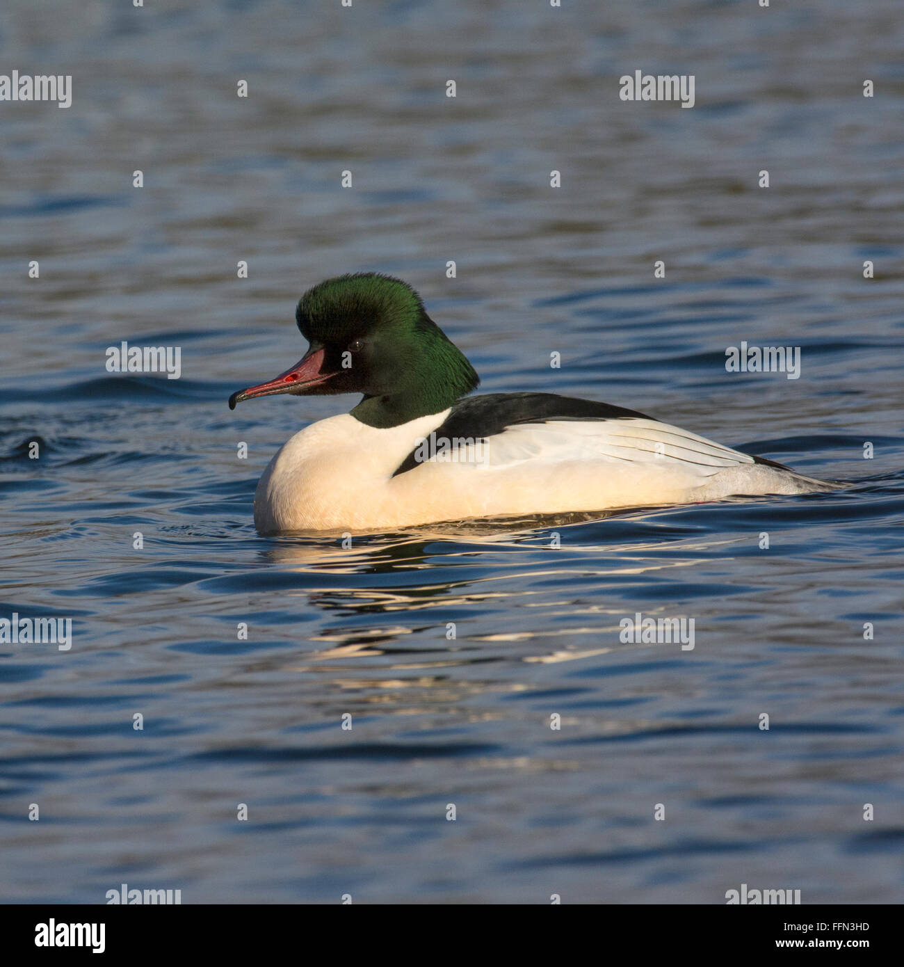 Sawbill duck hi-res stock photography and images - Alamy