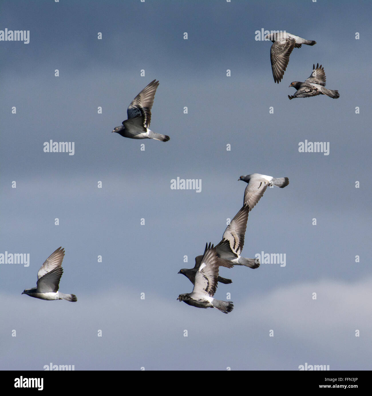 Pigeons in flight Stock Photo - Alamy