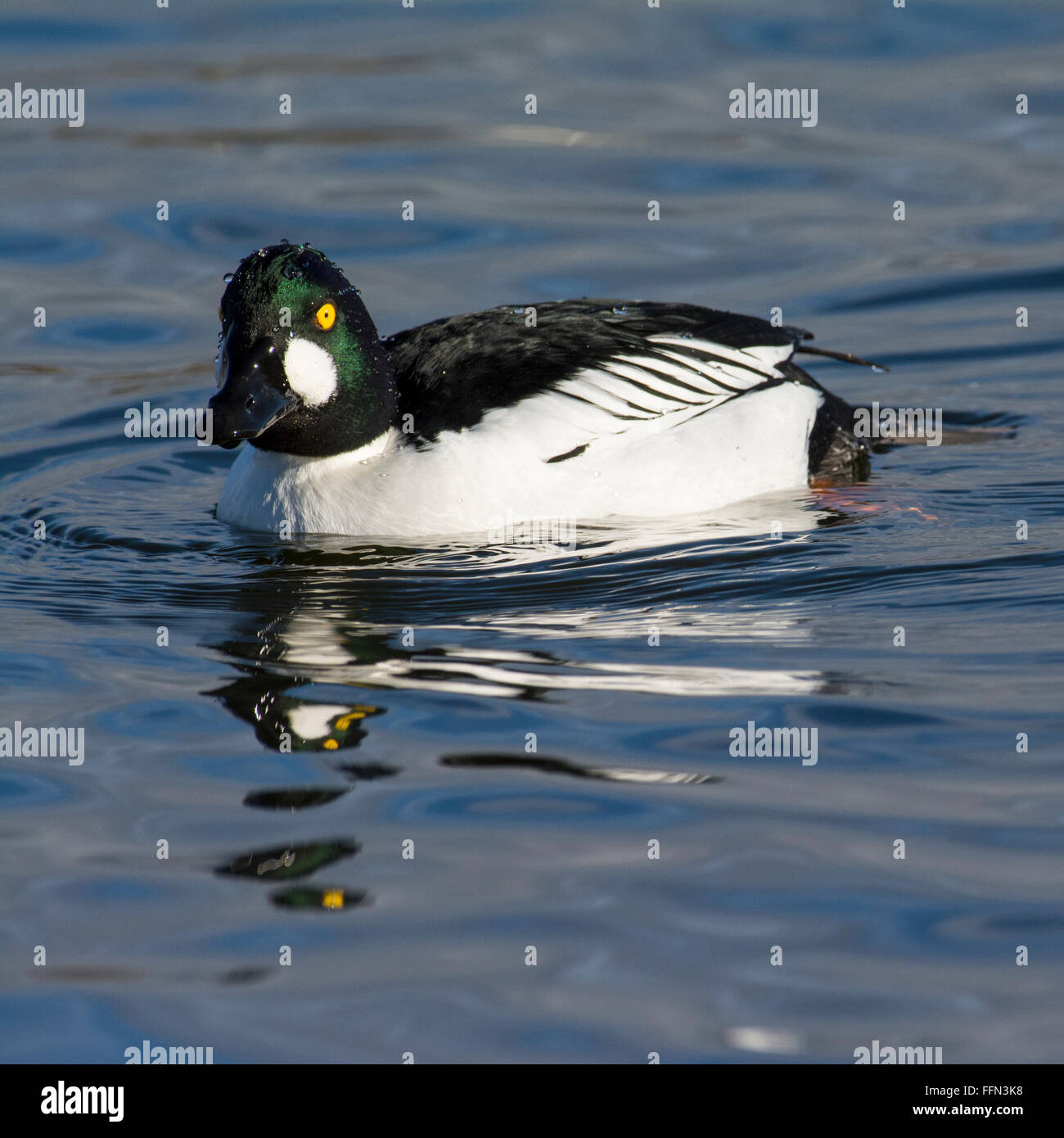 Golden eye duck hi-res stock photography and images - Alamy