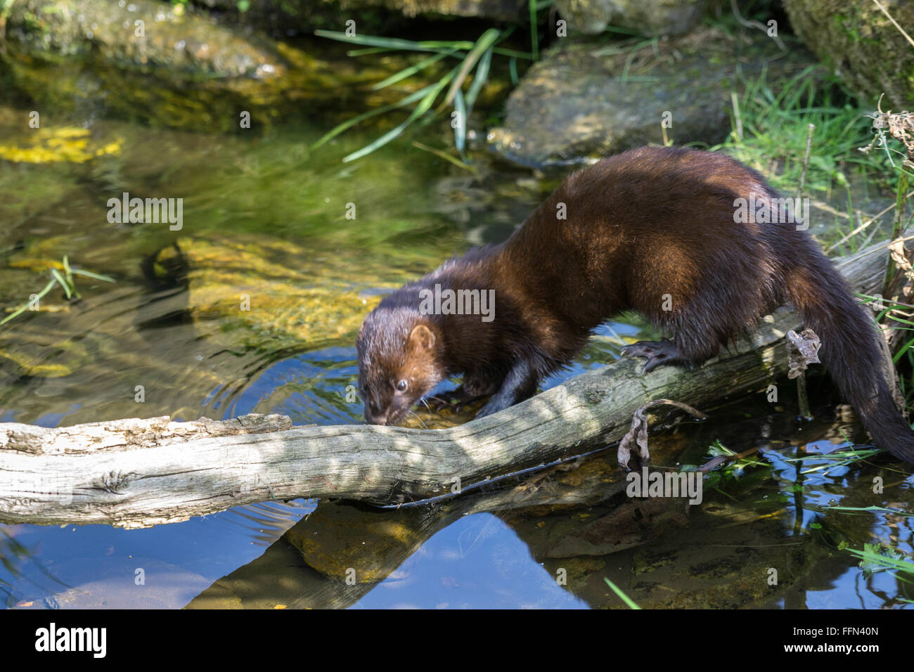 Mustela lutreola hi-res stock photography and images - Alamy