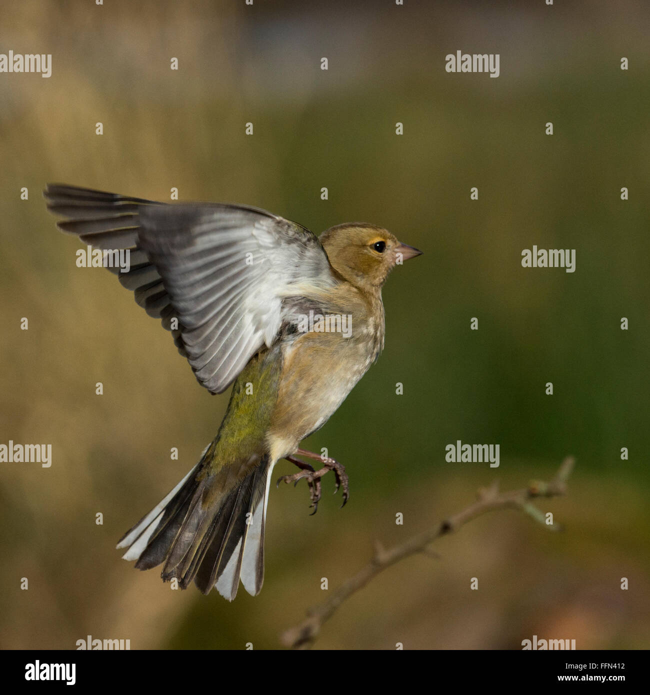 Chaffinch in flight Stock Photo - Alamy