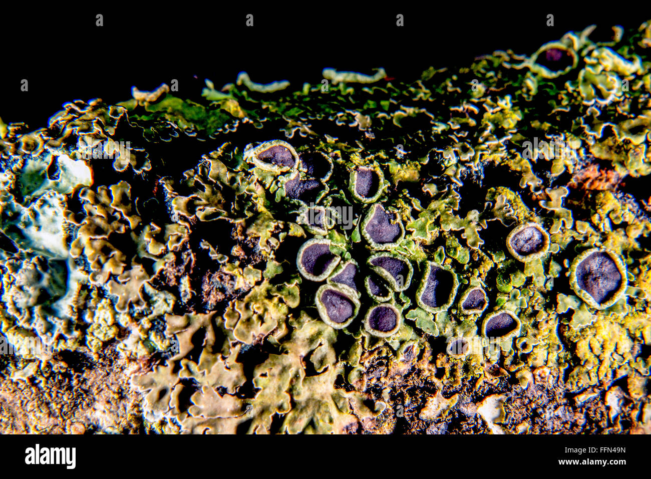 Lichenometry hi-res stock photography and images - Alamy