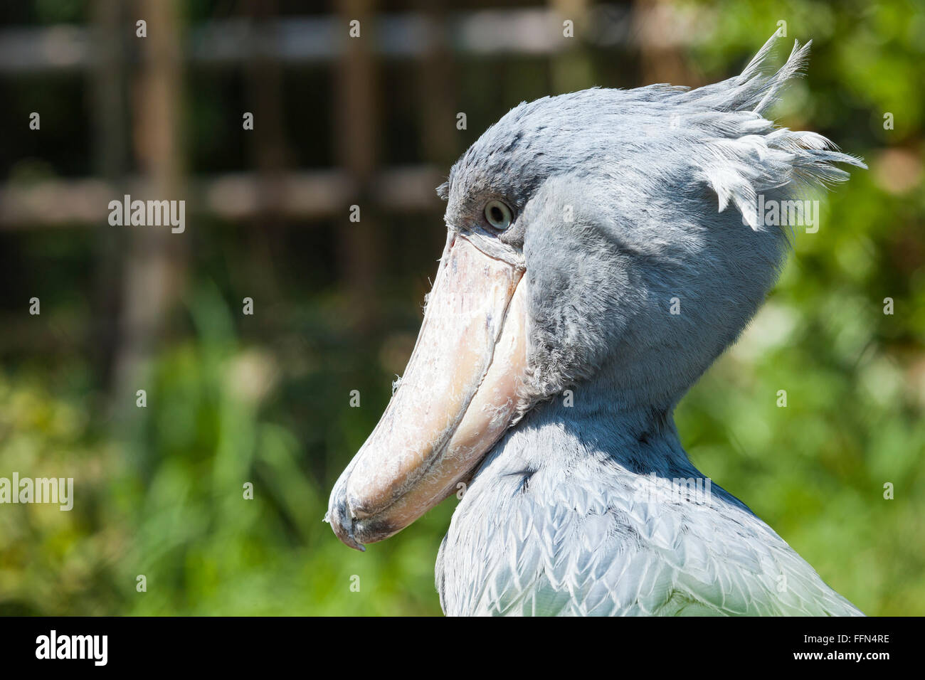 Shoebill, Abu Markub (Balaeniceps rex Stock Photo - Alamy