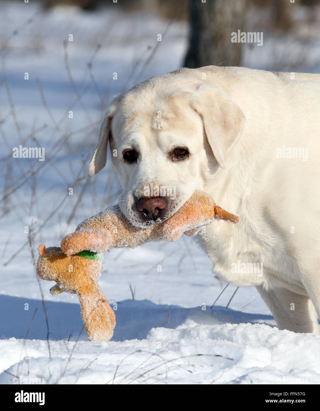 a yellow labrador in the snow in winter with a orange toy Stock Photo ...