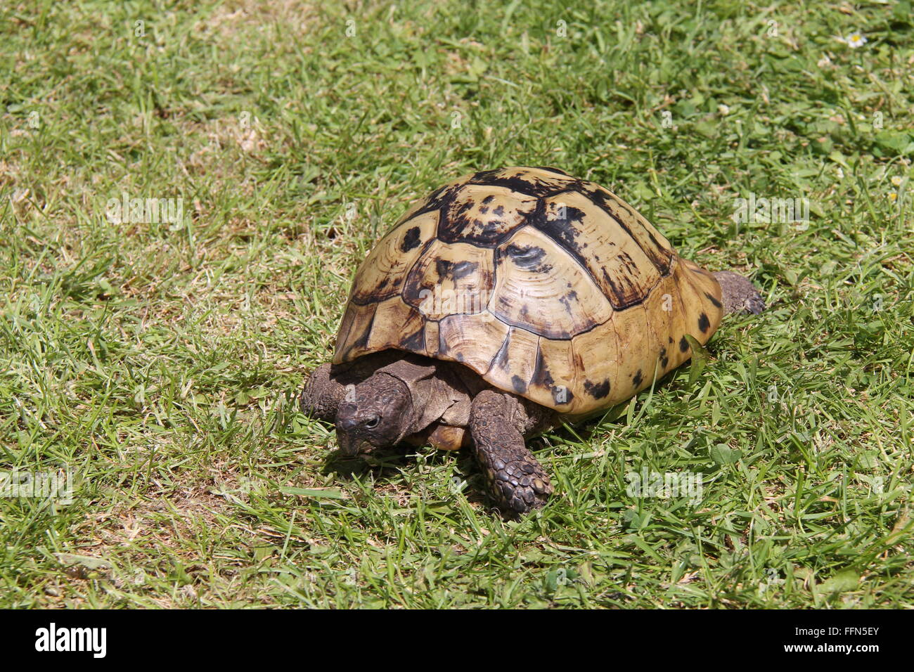 A Friendly Tortoise Out For a Walk in the Sunshine Stock Photo - Alamy