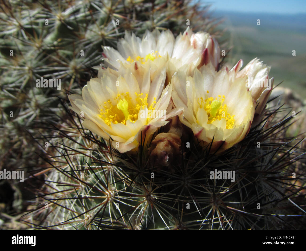 Beautiful flower scenery hi-res stock photography and images - Alamy