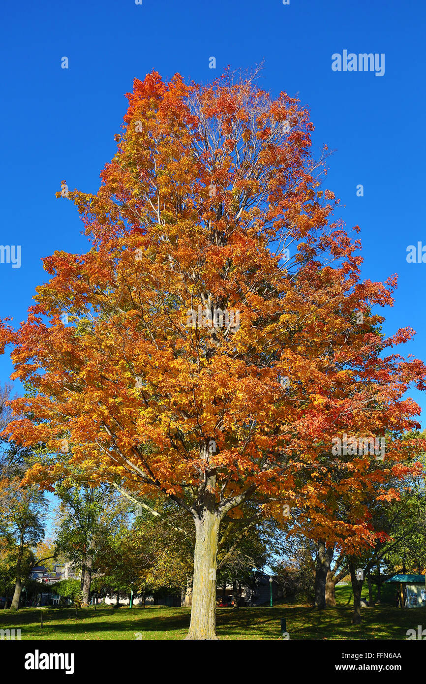 Trees in fall, at the Niagara State park, USA Stock Photo - Alamy
