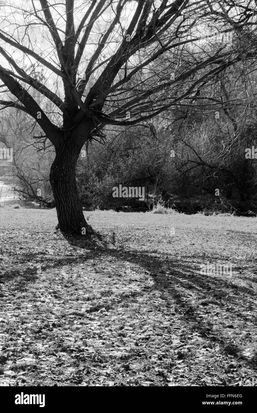 A tree at and its shadow Stock Photo - Alamy
