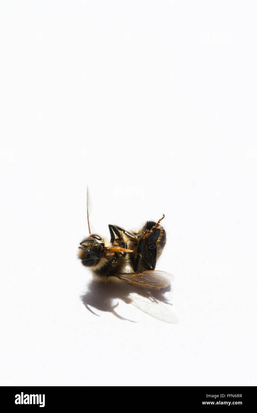 Killer bees hi-res stock photography and images - Alamy