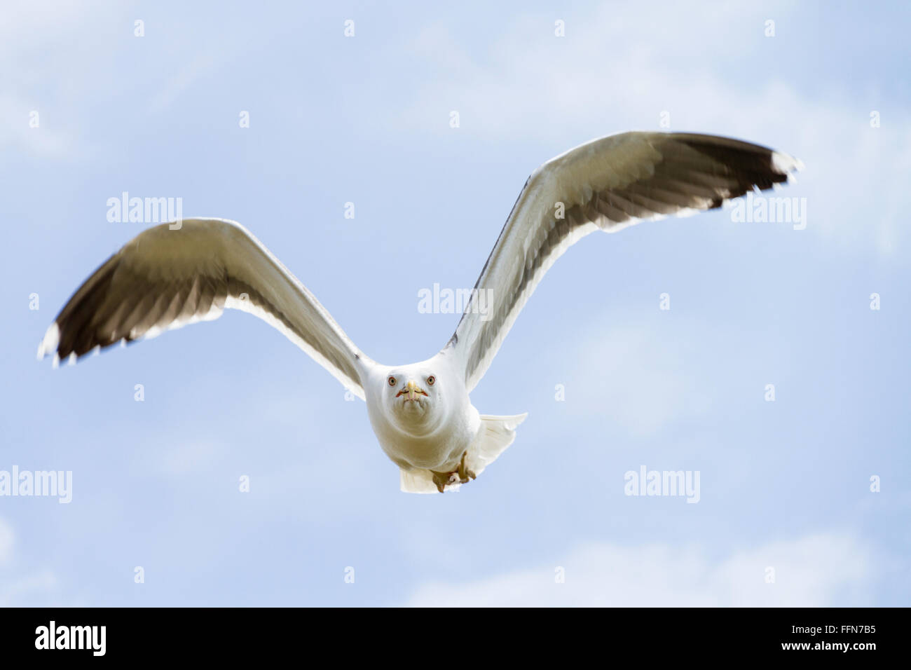Flying adult gull, looking straight at camera Stock Photo - Alamy