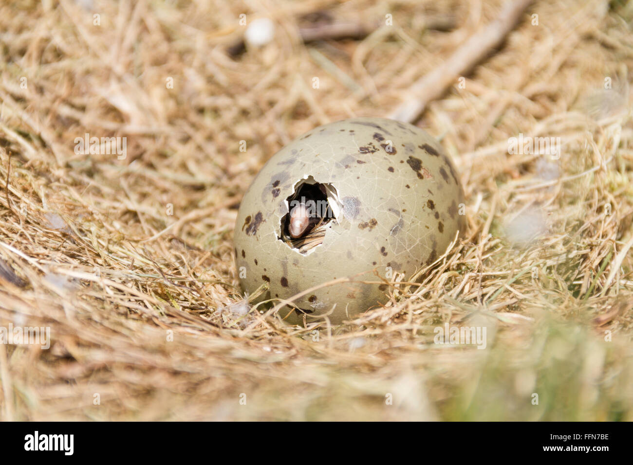 Bird Egg Hatching