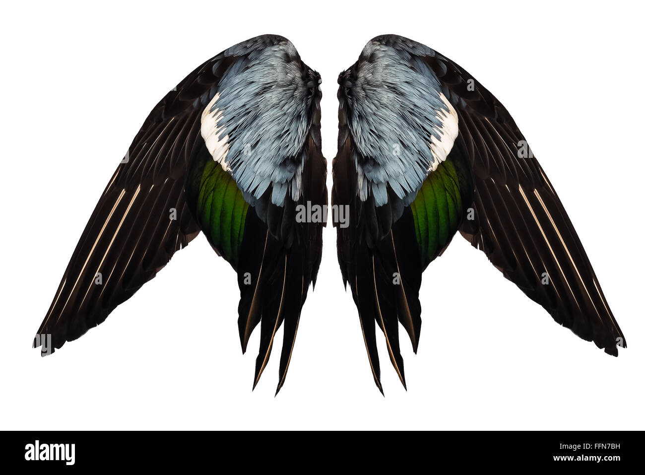 Bird Wings Spread Back