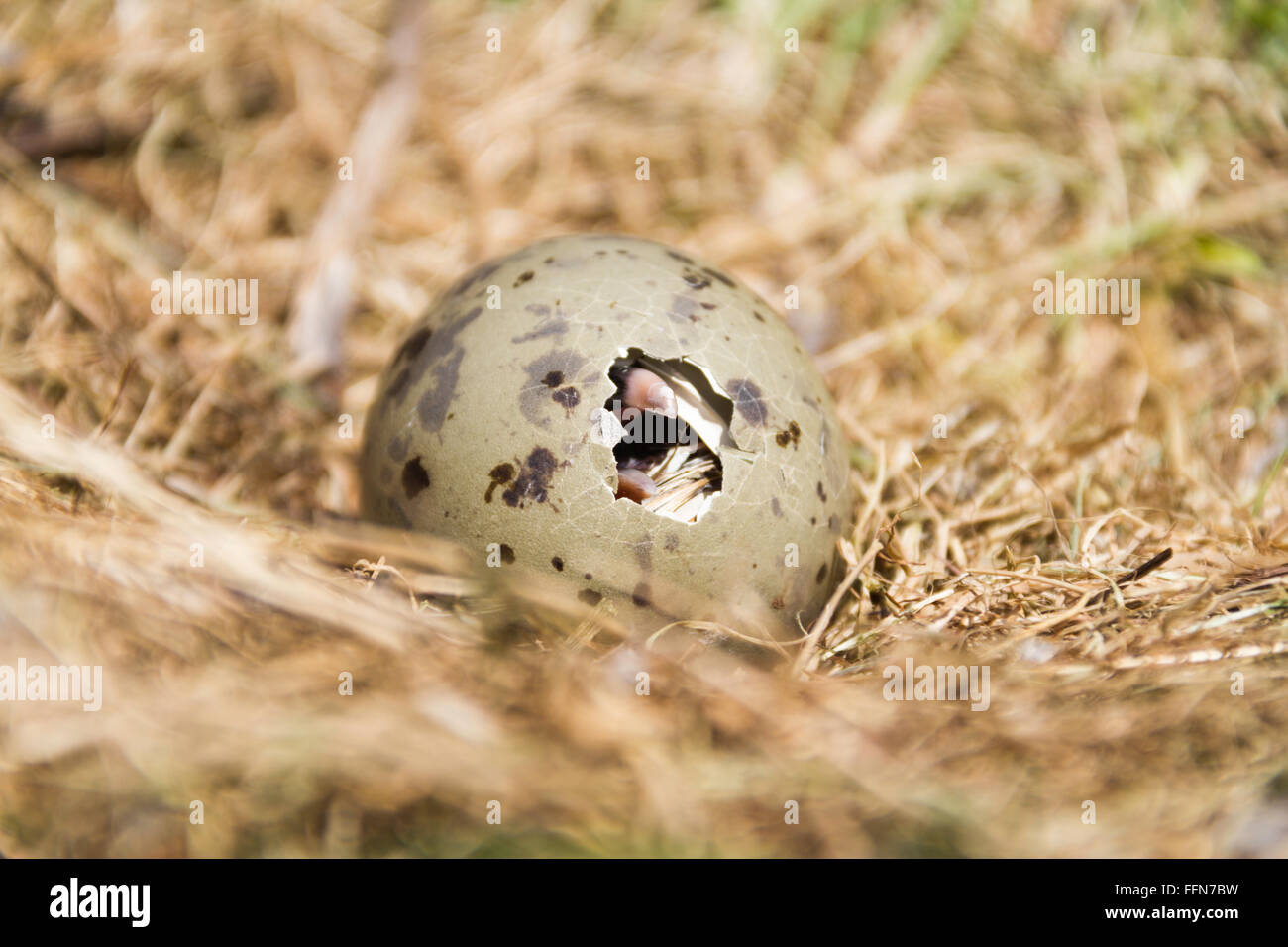 Egg tooth chick hatch hi-res stock photography and images - Alamy