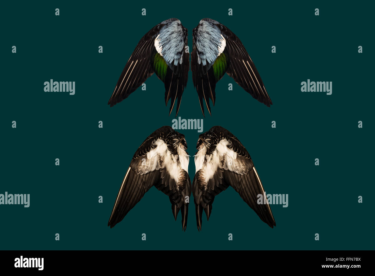 Clipped wing hi-res stock photography and images - Alamy