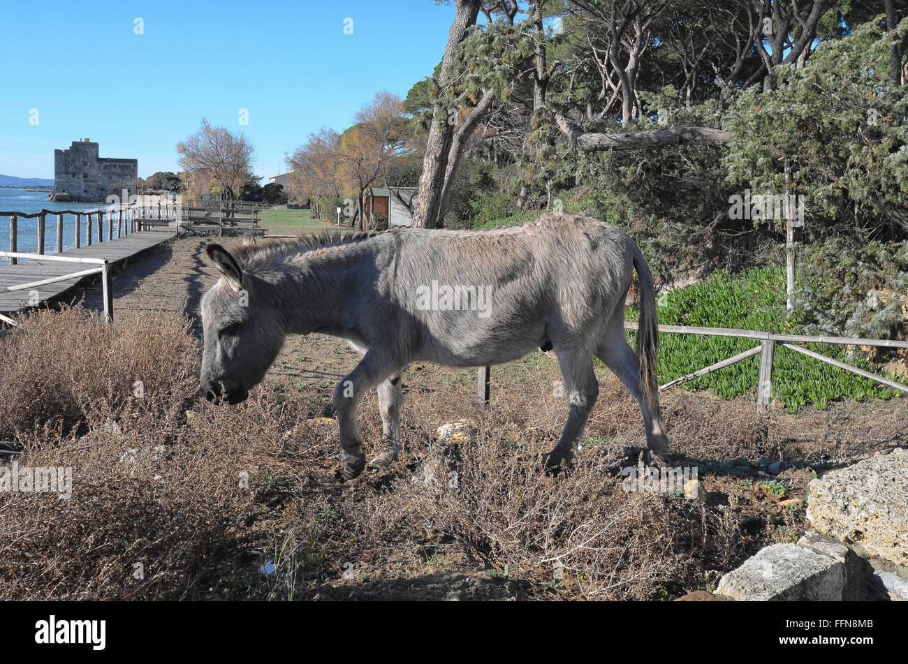 Donkey in the wild near the sea Stock Photo - Alamy
