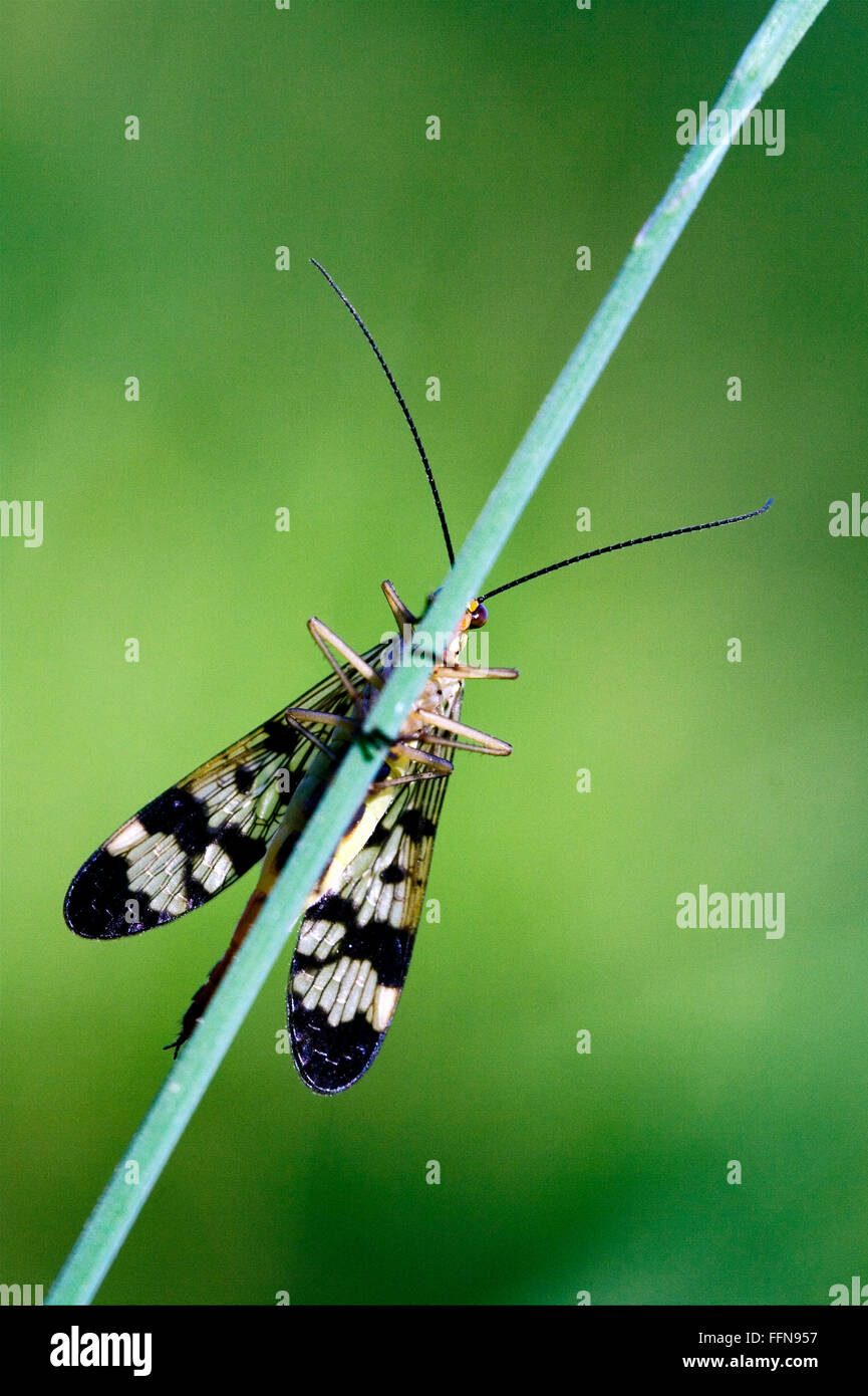 front of wild fly Mecoptera Scorpion Fly Panorpa Panorpidae on a green ...