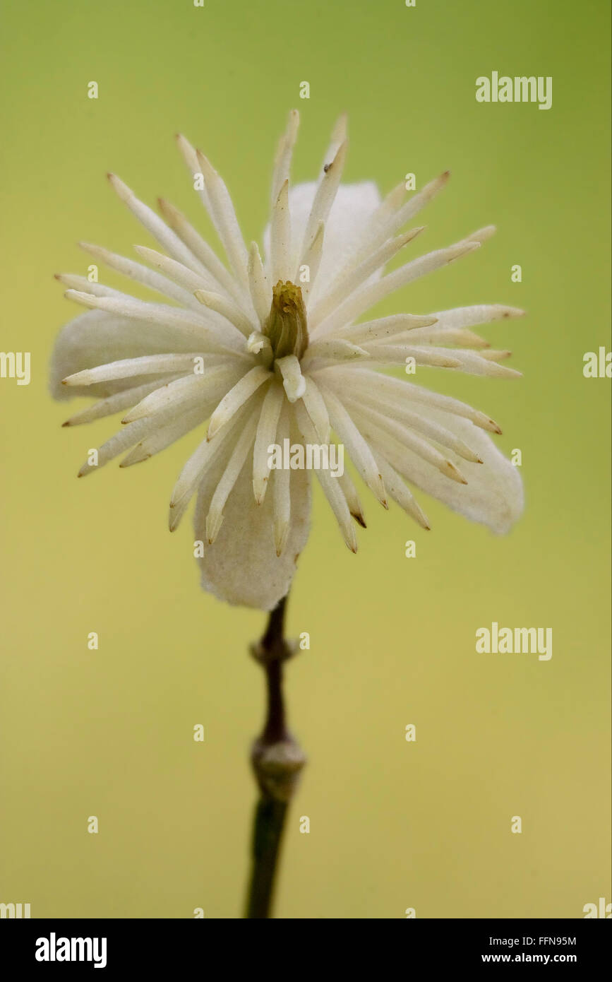 macro close of a yellow white leguminose in green background Stock ...