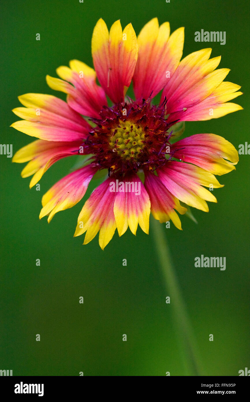 macro close up of a yellow red daisy green background in bahamas Stock ...
