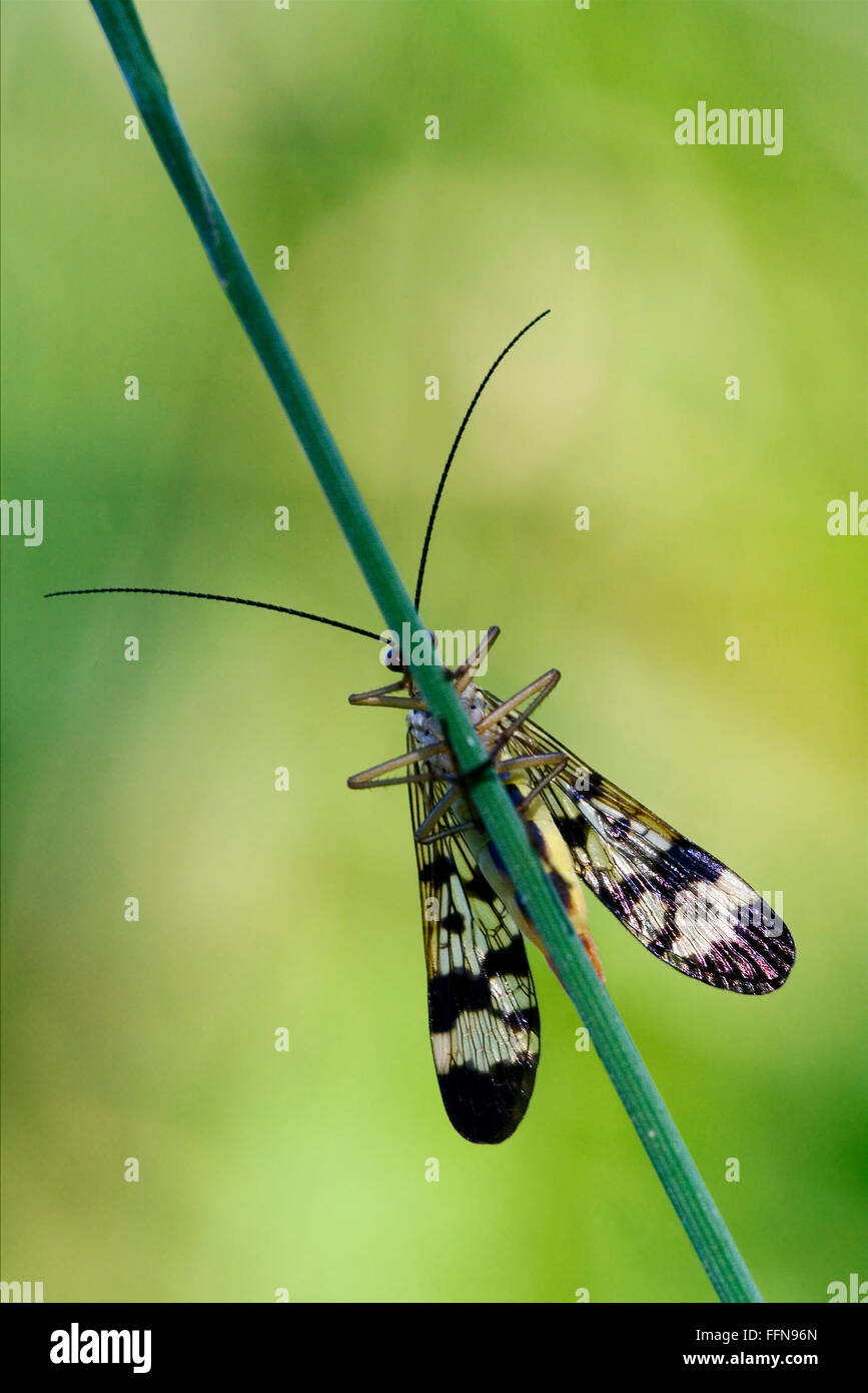 front of wild fly Mecoptera Scorpion Fly Panorpa Panorpidae on a green ...