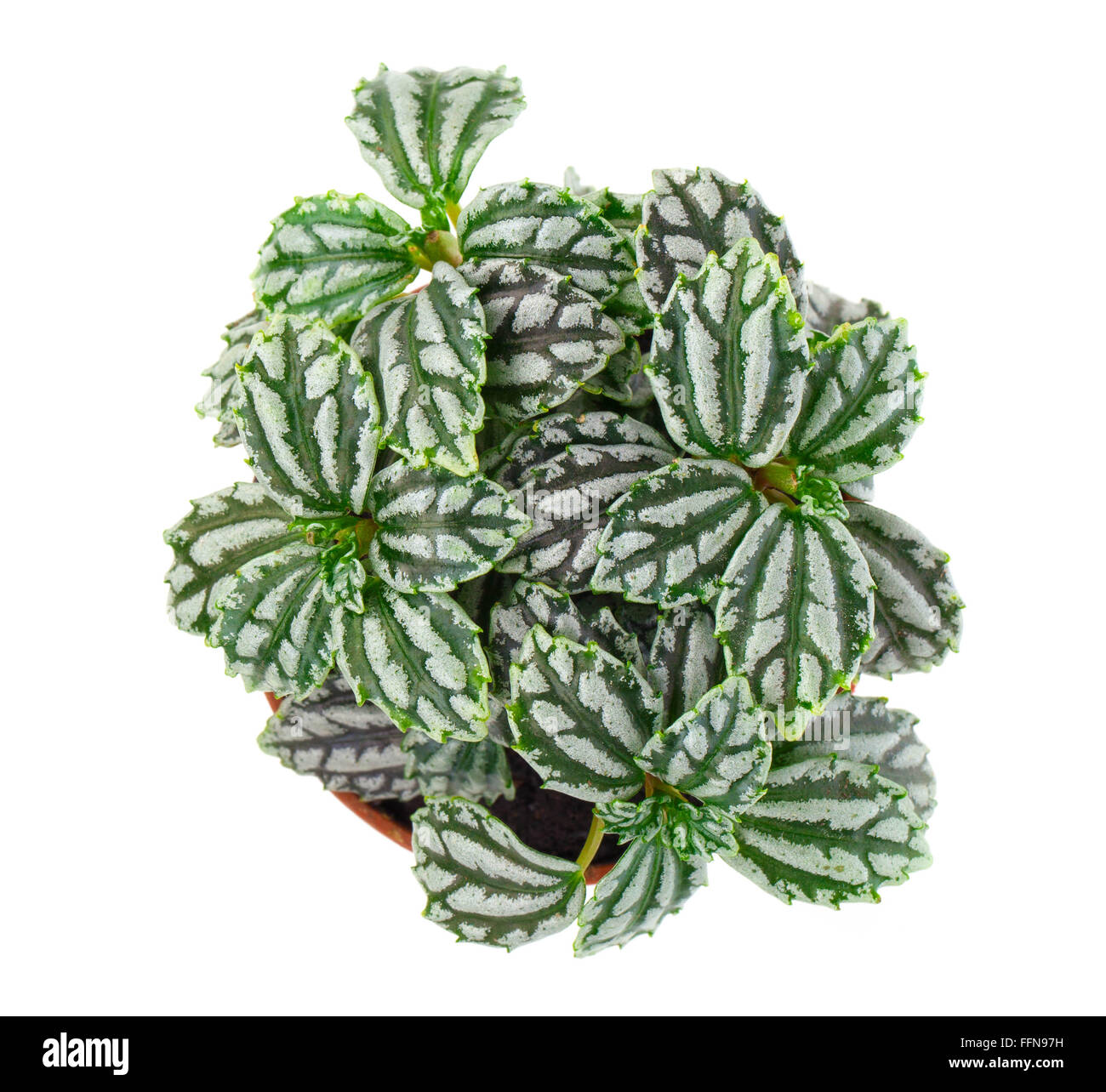 Pilea High Resolution Stock Photography and Images - Alamy
