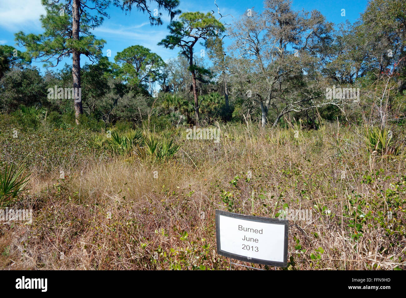 Regrowth after prescribed burn hi-res stock photography and images - Alamy