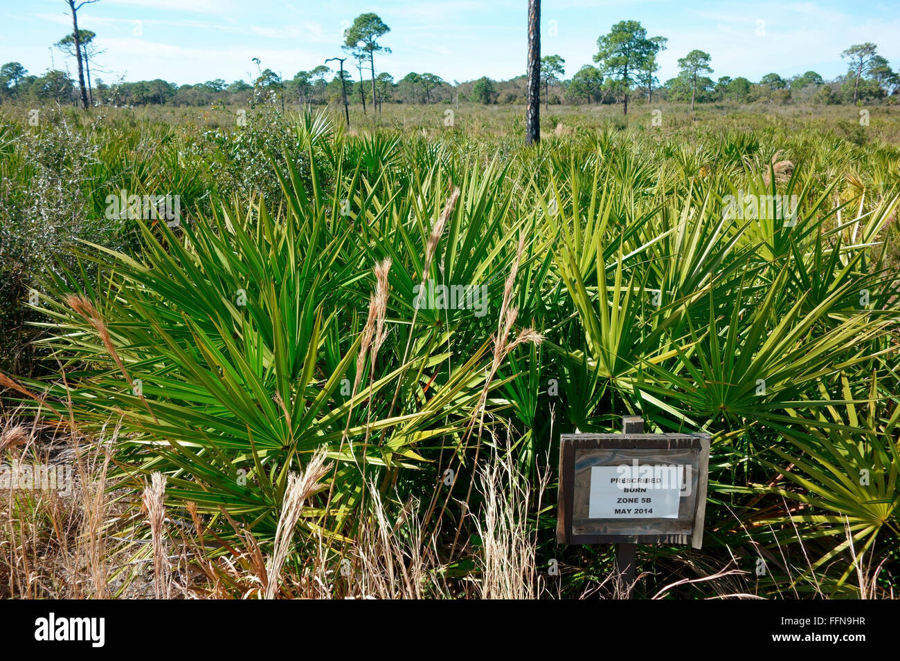 plant regrowth after a prescribed burn in florida, usa Stock Photo - Alamy