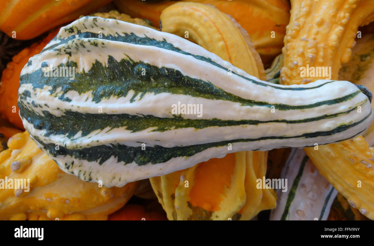 Cucurbita pepo, autumn wings, ornamental gourd with flask shaped fruits ...