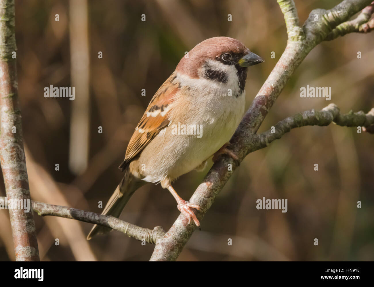 Tree Sparrow in Mainsriddle garden, near RSPB Mersehead, Dumfries and ...