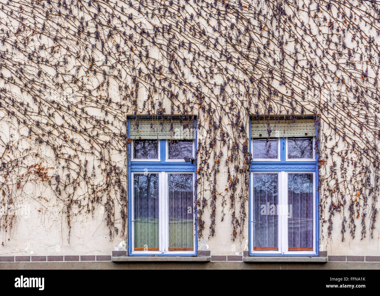 Dry grape vines on a house facade with two windows Stock Photo - Alamy